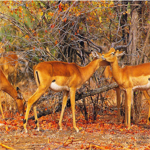 Springbok - Executive Wallpaper